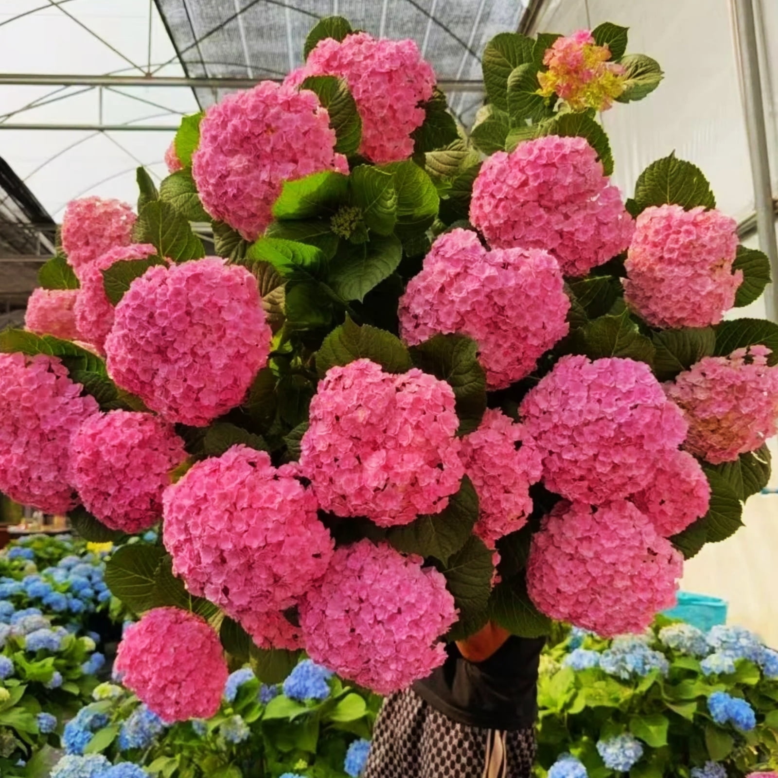 Hydrangea plant with branches full of buds, planted in flowerbed garden ...