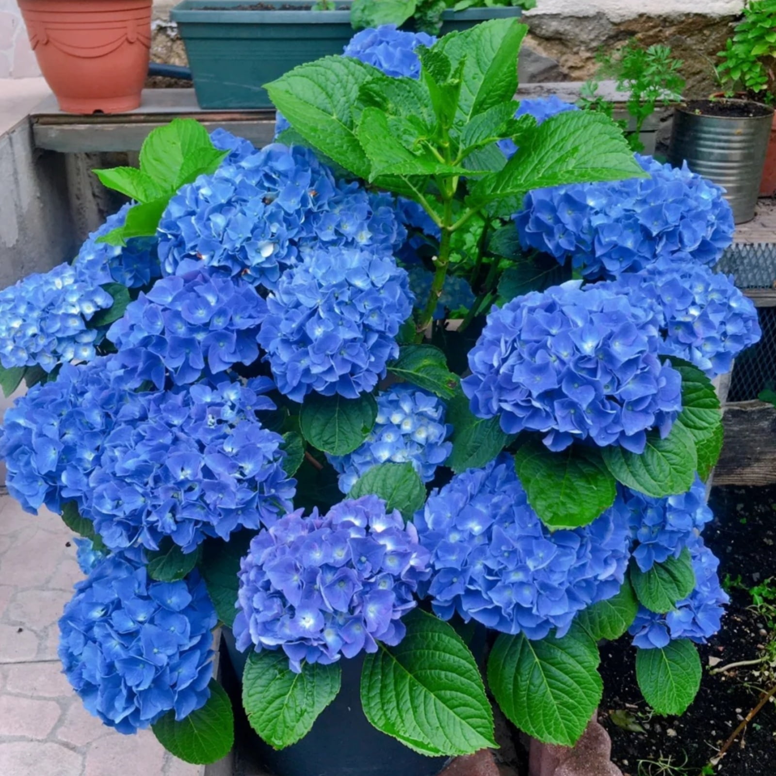 Hydrangea plant with branches full of buds, planted in flowerbed garden ...