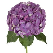 Hydrangeas Jumbo 12 Stems of Green and Hulk Farm Direct Fresh Cut ...