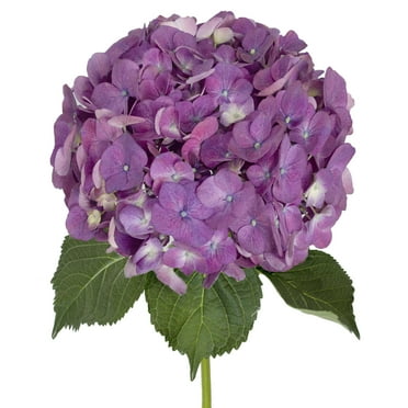 Hydrangeas Jumbo 12 Stems of Green and Hulk Farm Direct Fresh Cut ...