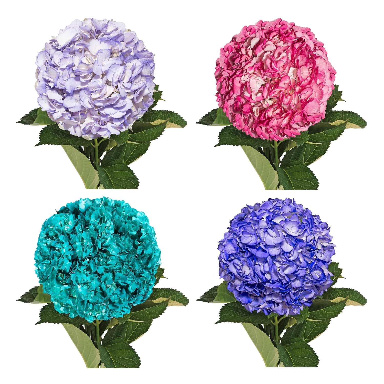 Hydrangeas 15 Stems of Airbrushed Assorted Colors Lavender Pink Purple ...