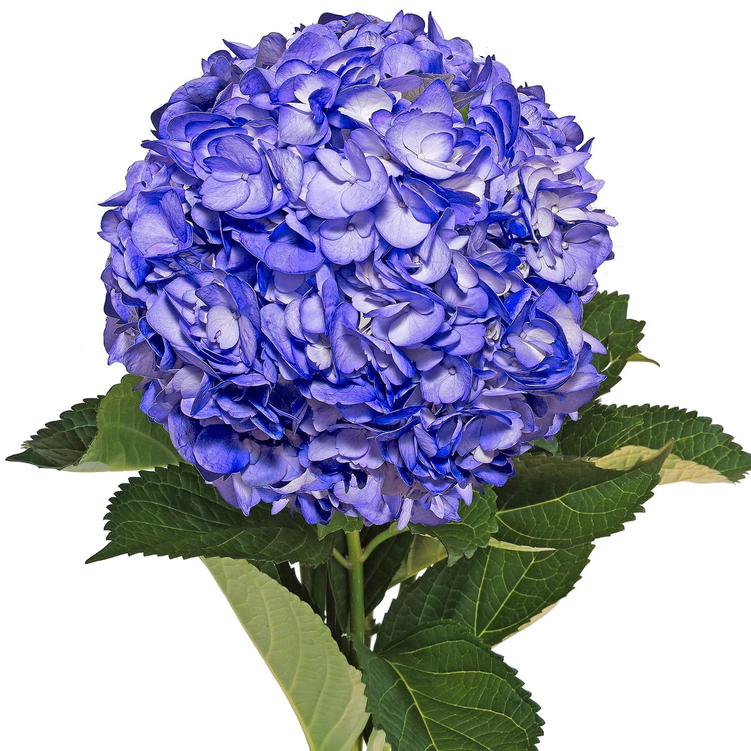 Hydrangeas 15 Stems of Airbrushed Blue Berry Purple Blue Farm Direct ...