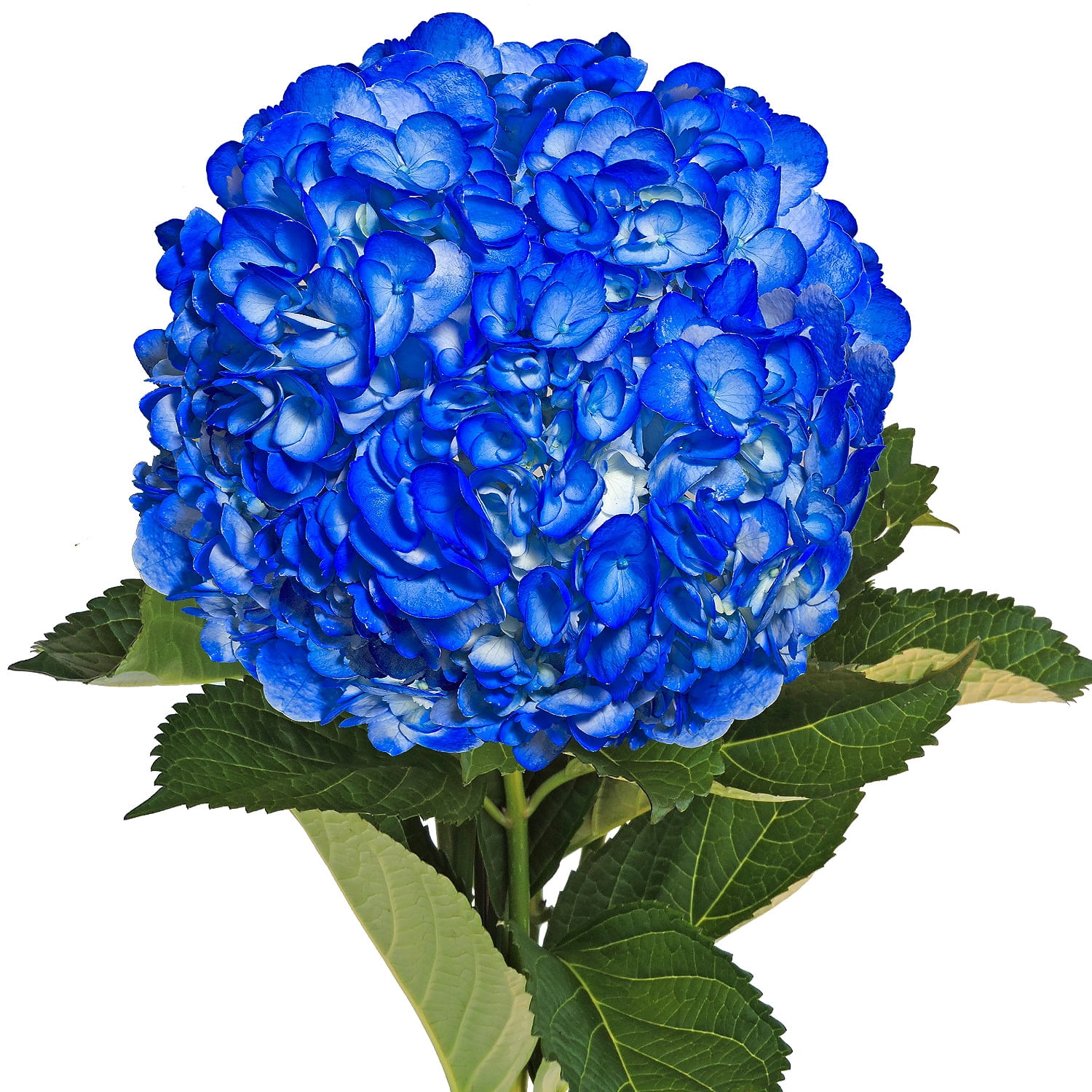 Hydrangeas 15 Stems of Airbrushed Dark Blue Farm Direct Fresh Cut ...