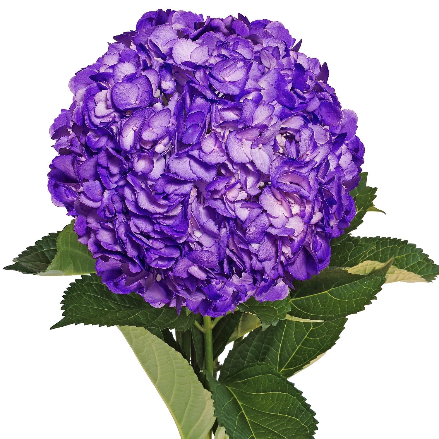 Hydrangeas 15 Stems of Airbrushed Dark Purple Farm Direct Fresh Cut ...