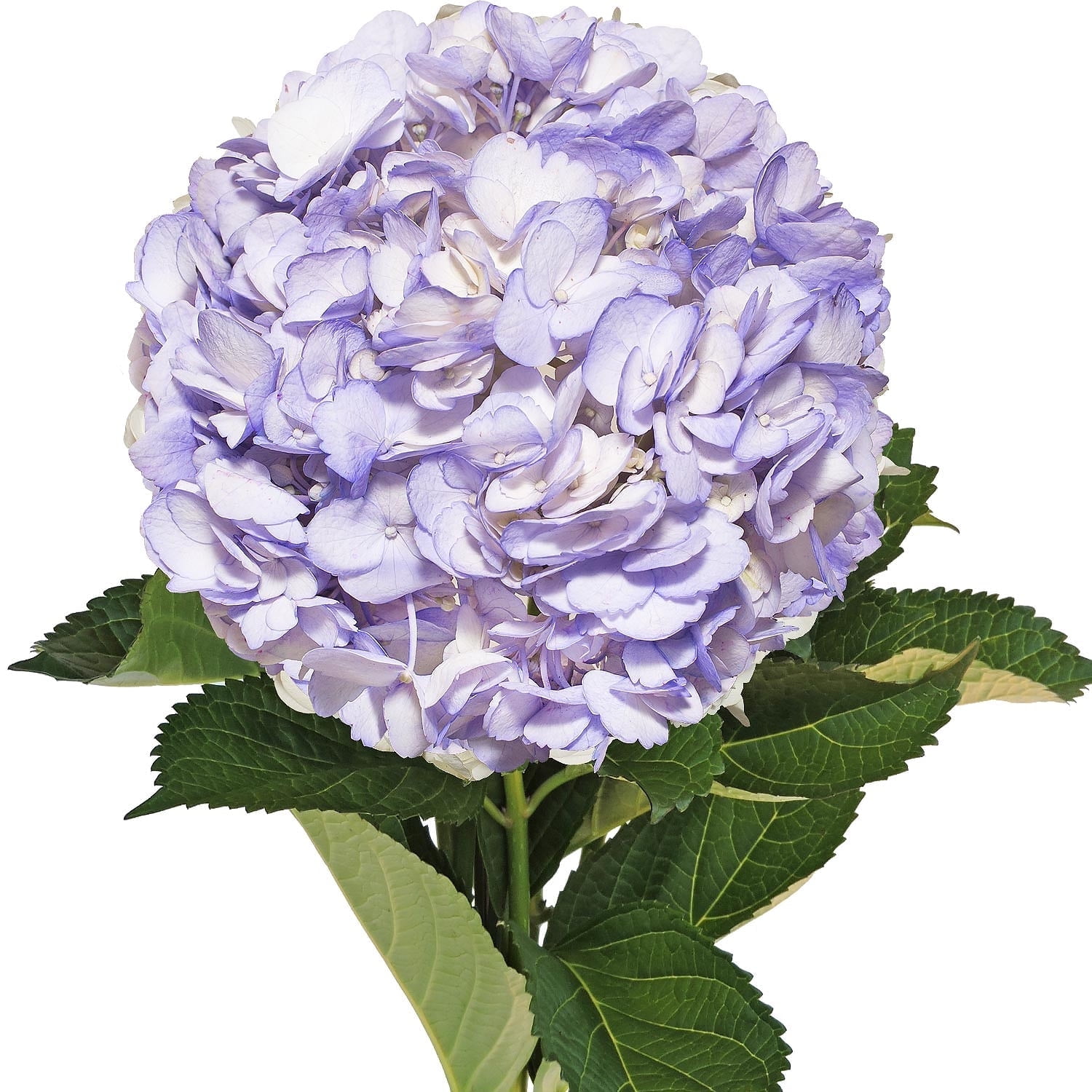 Bloomingmore - Lavender Hydrangeas Fresh Flowers, 15 Stems - Walmart.com