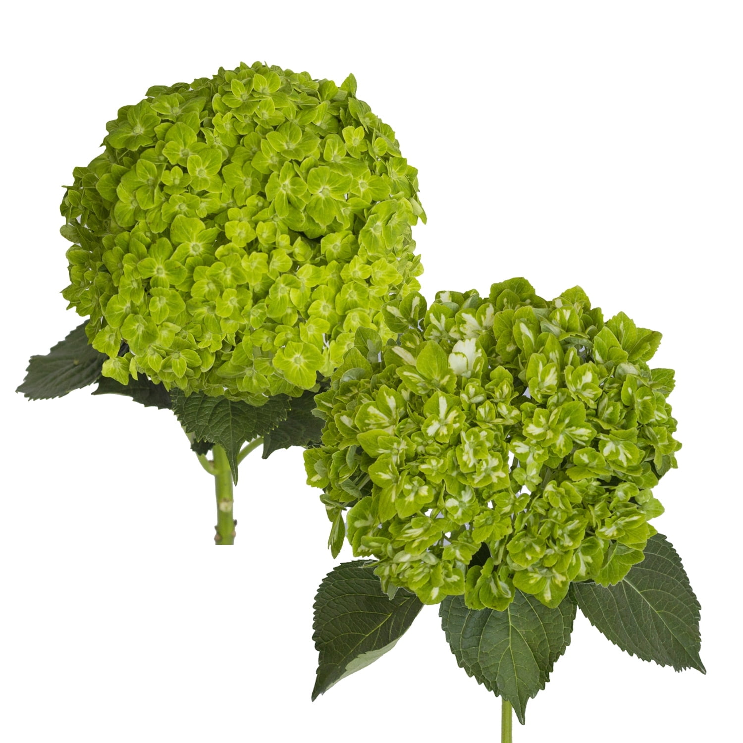 Hydrangeas 30 stems of Assorted Emerald Farm Direct Fresh Cut Flowers ...