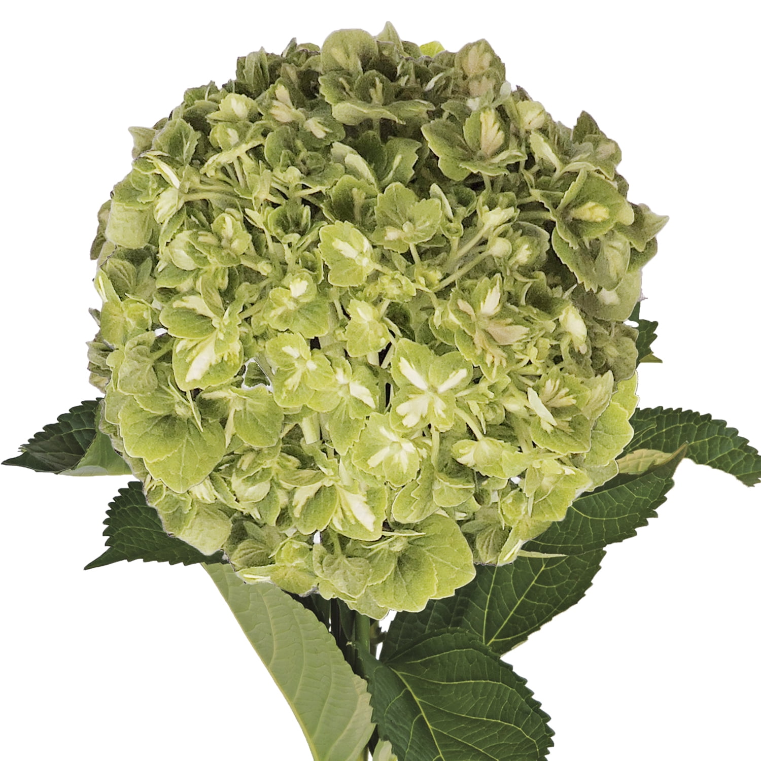 Hydrangeas 30 stems of Emerald Variegated Farm Direct Fresh Cut Flowers ...