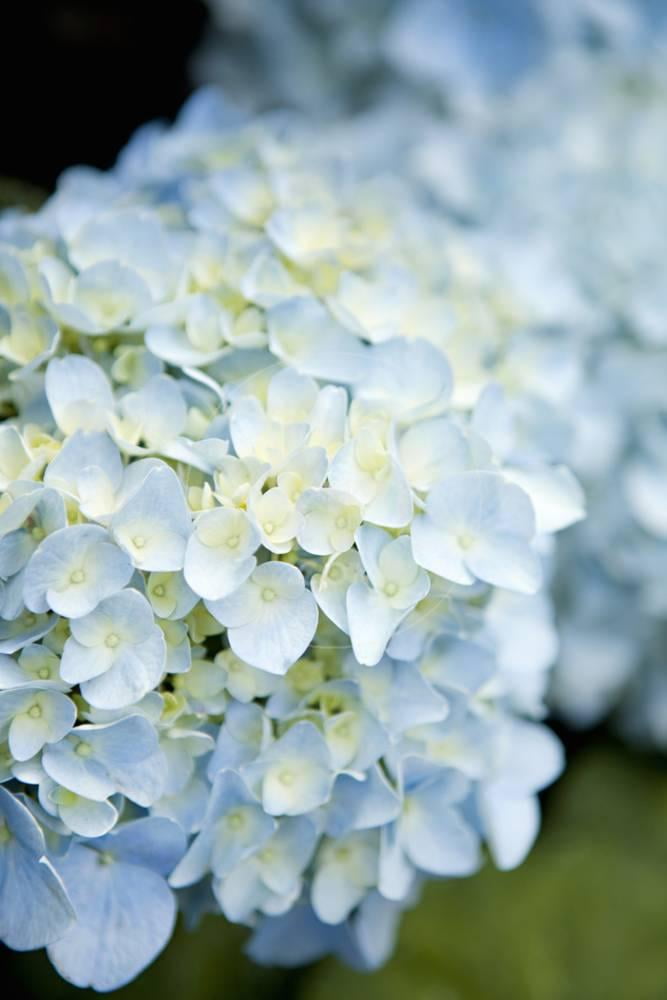 Hydrangeas IV, Botanical Unframed Photographic Print Wall Art by Karyn ...