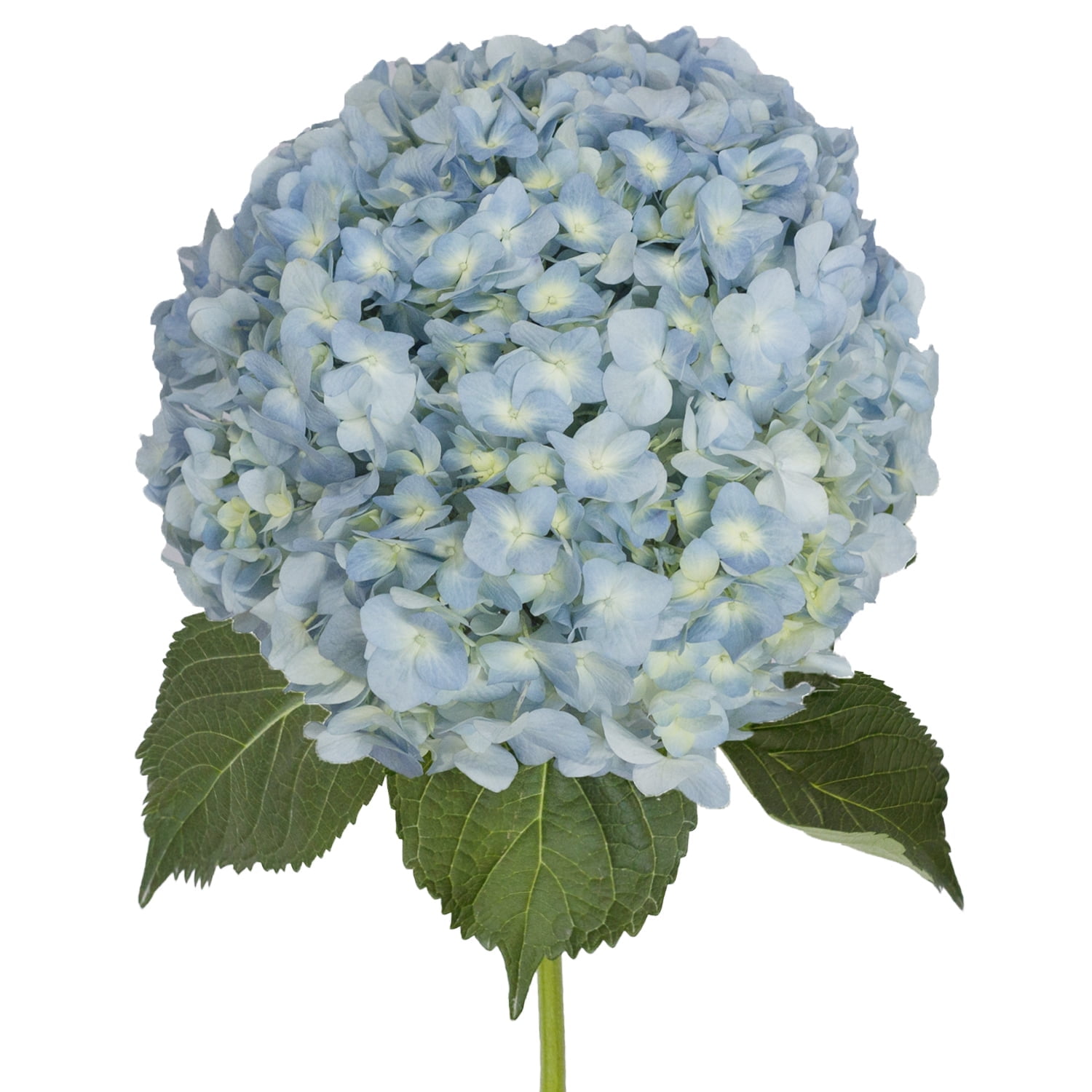 Hydrangeas Jumbo 12 Stems of Blue Farm Direct Fresh Cut Flowers by ...