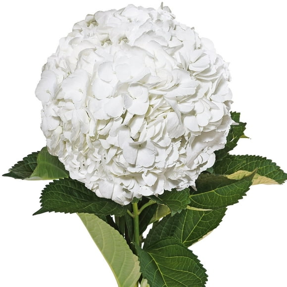 Hydrangeas in All Flowers - Walmart.com