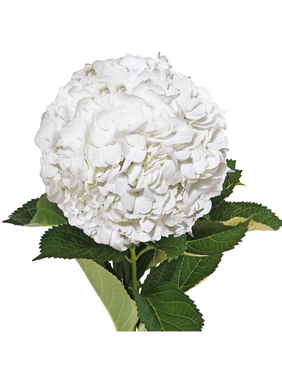 Hydrangeas in All Flowers - Walmart.com