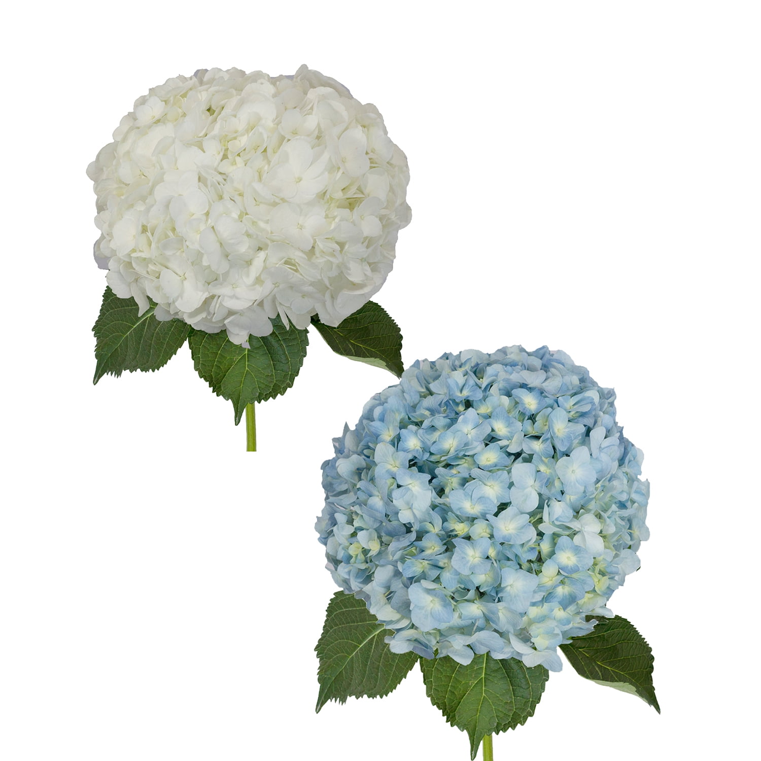 Hydrangeas - Jumbo 12 Stems of White and Blue, Farm Direct, Farm Direct ...
