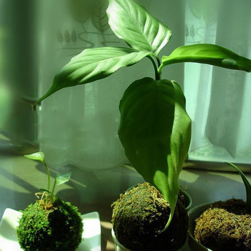 Hydrating Flowerpot: Creative Moss Ball Plant Fiber Dendrobium Planting ...