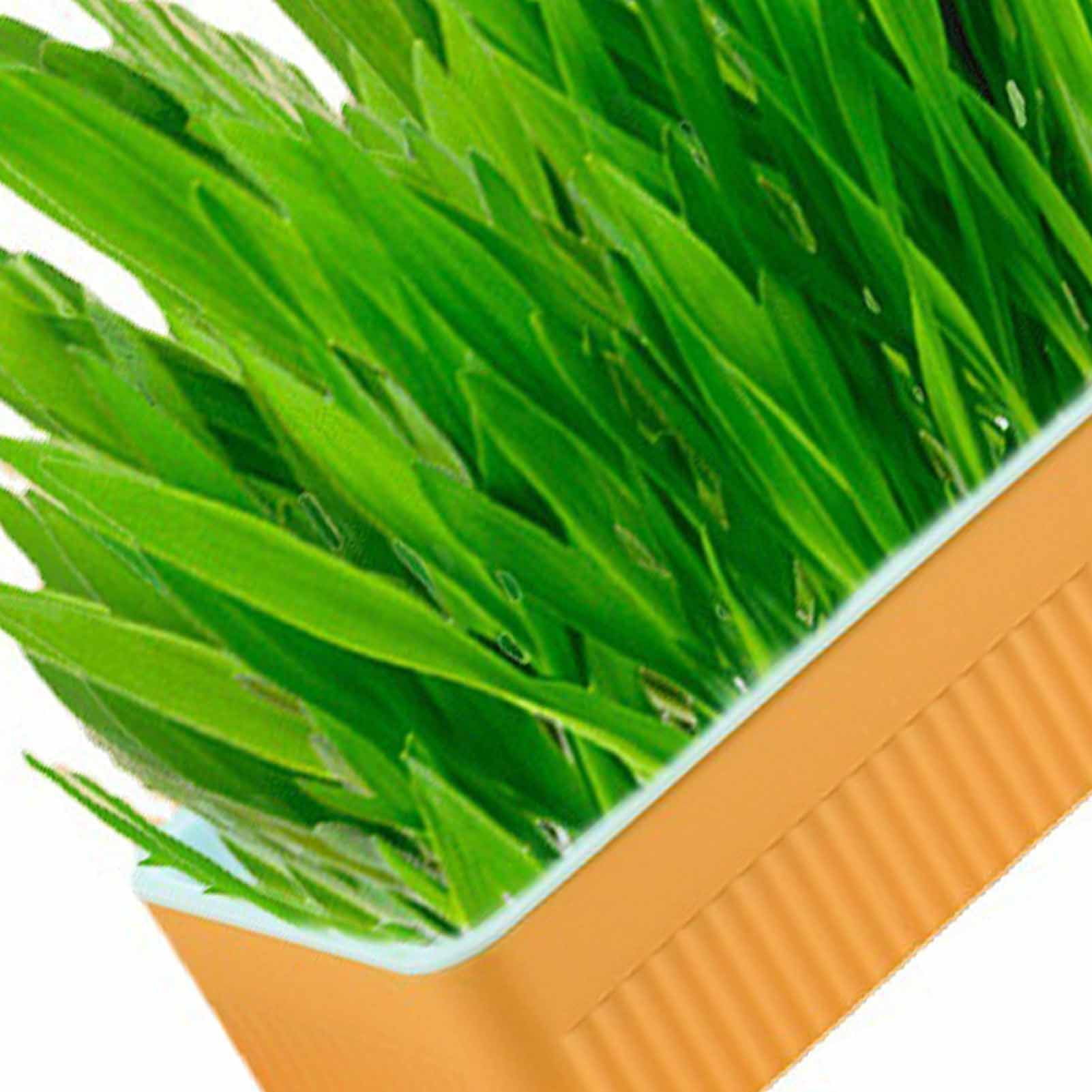 Hydroponic Cat Grass Kit Soil Free Growing Catnip with Planting Box for ...