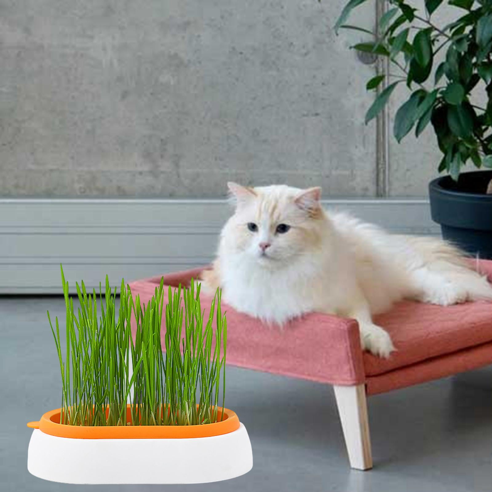 Hydroponic Cat Grass Tray Nursery Tray Wheatgrass Grower Food Bowl ...