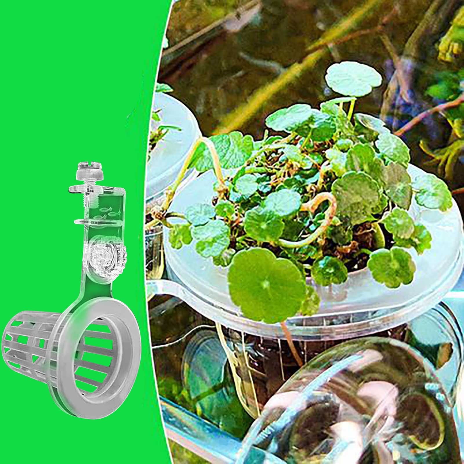 Hydroponic Fish Tank, Sweet Potato Decoration, Suction Cup Plants ...