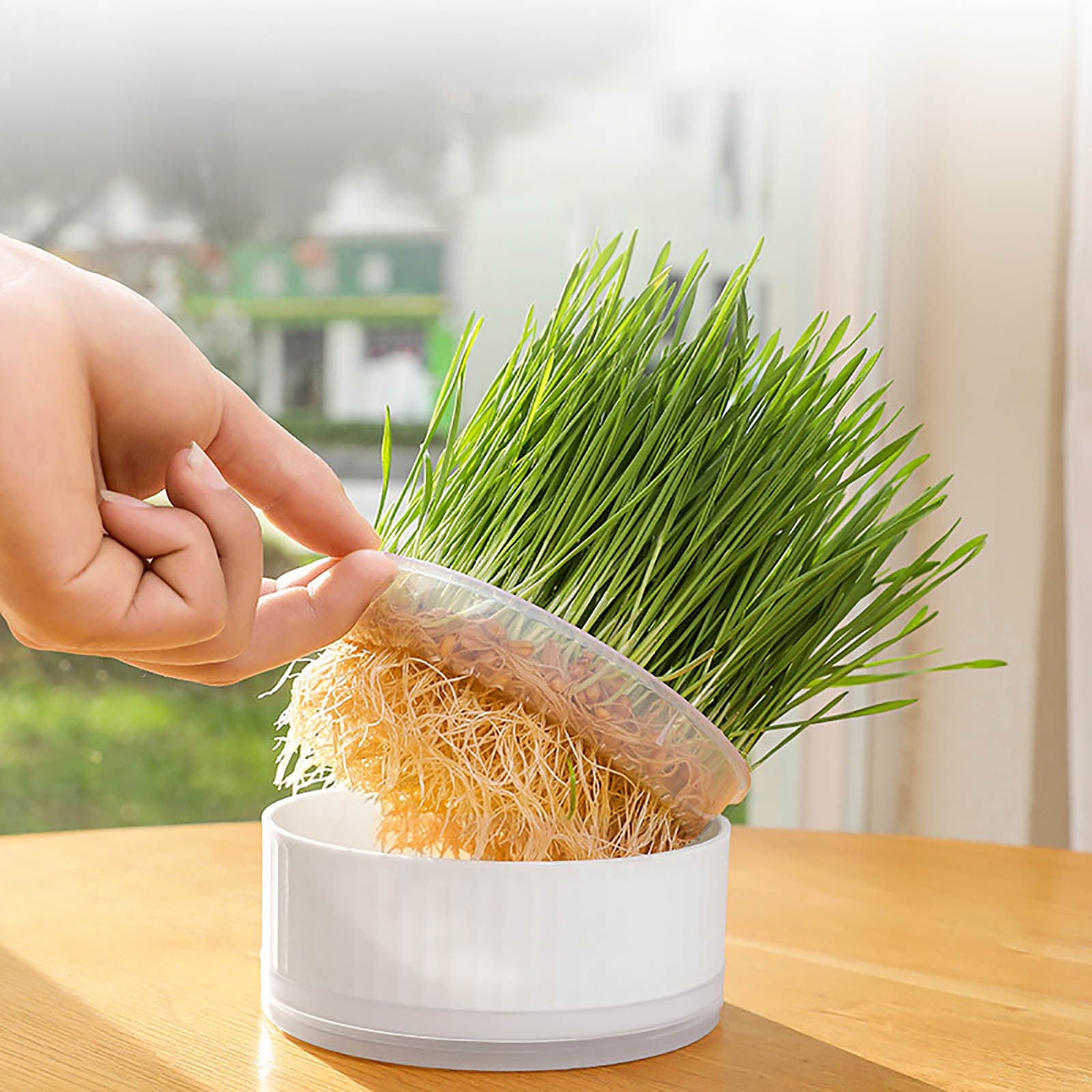 Hydroponic Grass Planter Soilless Indoor Growing Kit for Herbs ...