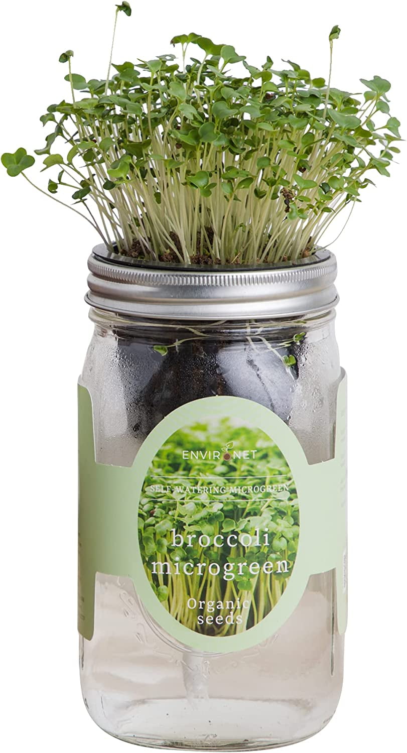 Hydroponic Microgreens Growing Kit - Self Watering Mason Jar Broccoli ...
