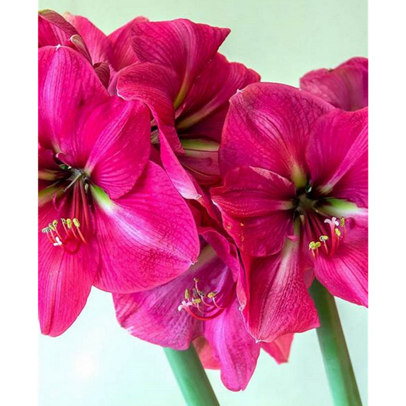 Hydroponic/Pot Amaryllis-Bulbs For Planting - Premium Garden Stake ...