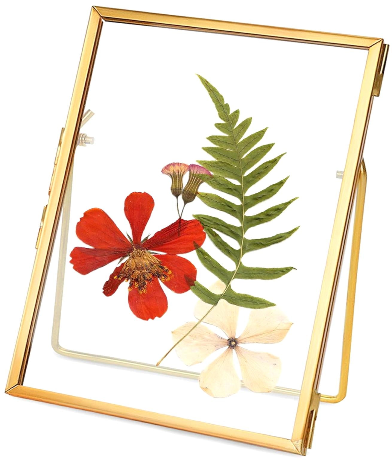 Hyjoy Glass Pressed Frame, Floating Display for Pressed Flowers ...