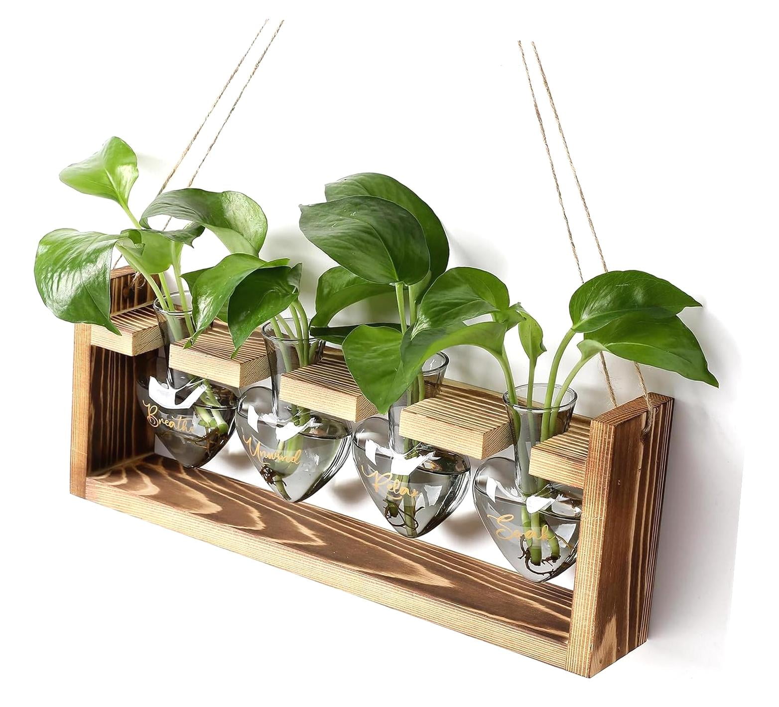 Hyjoy Plant Propagation Stations Terrarium Kit for Bathroom Glass ...