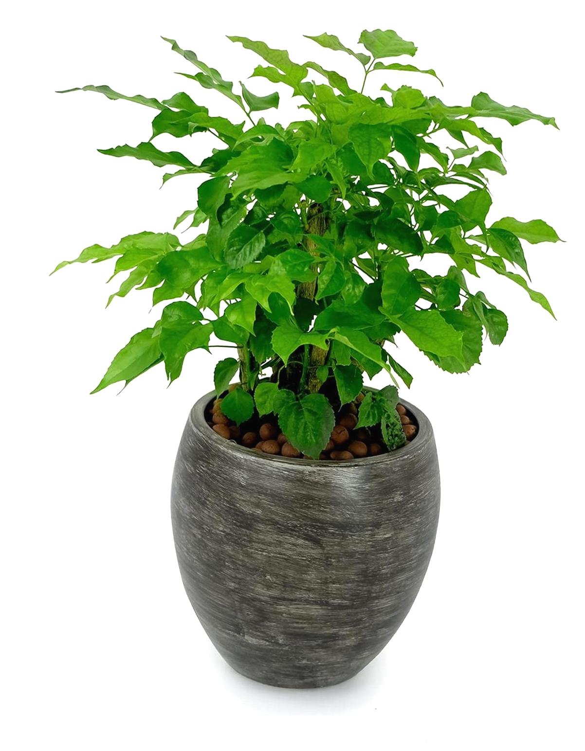 Hyjoy Self-Watering Planter Pot for Indoor and Use, Nourishing Gray ...