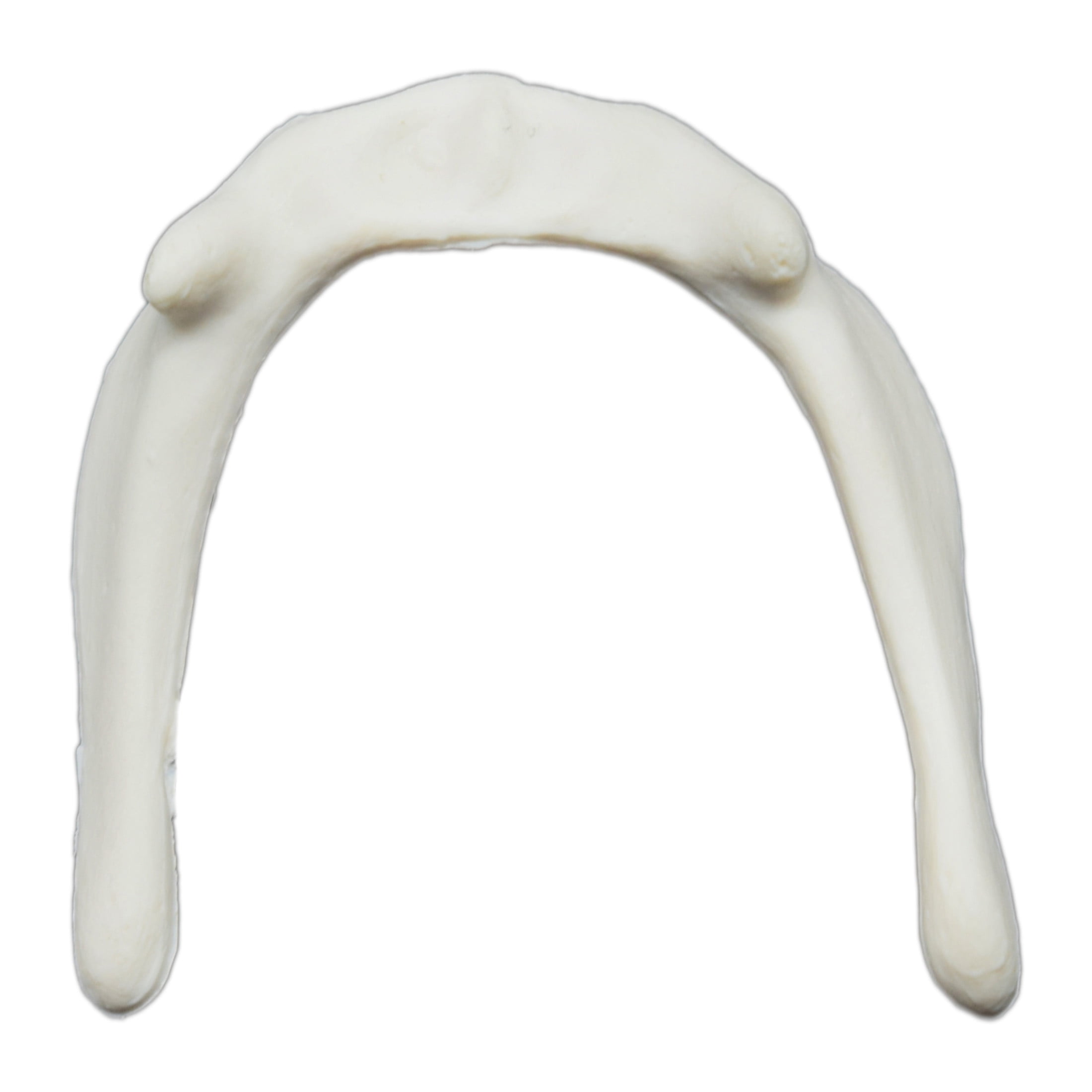 Hyoid Bone Model - Anatomically Accurate Human Bone Replica - Eisco ...