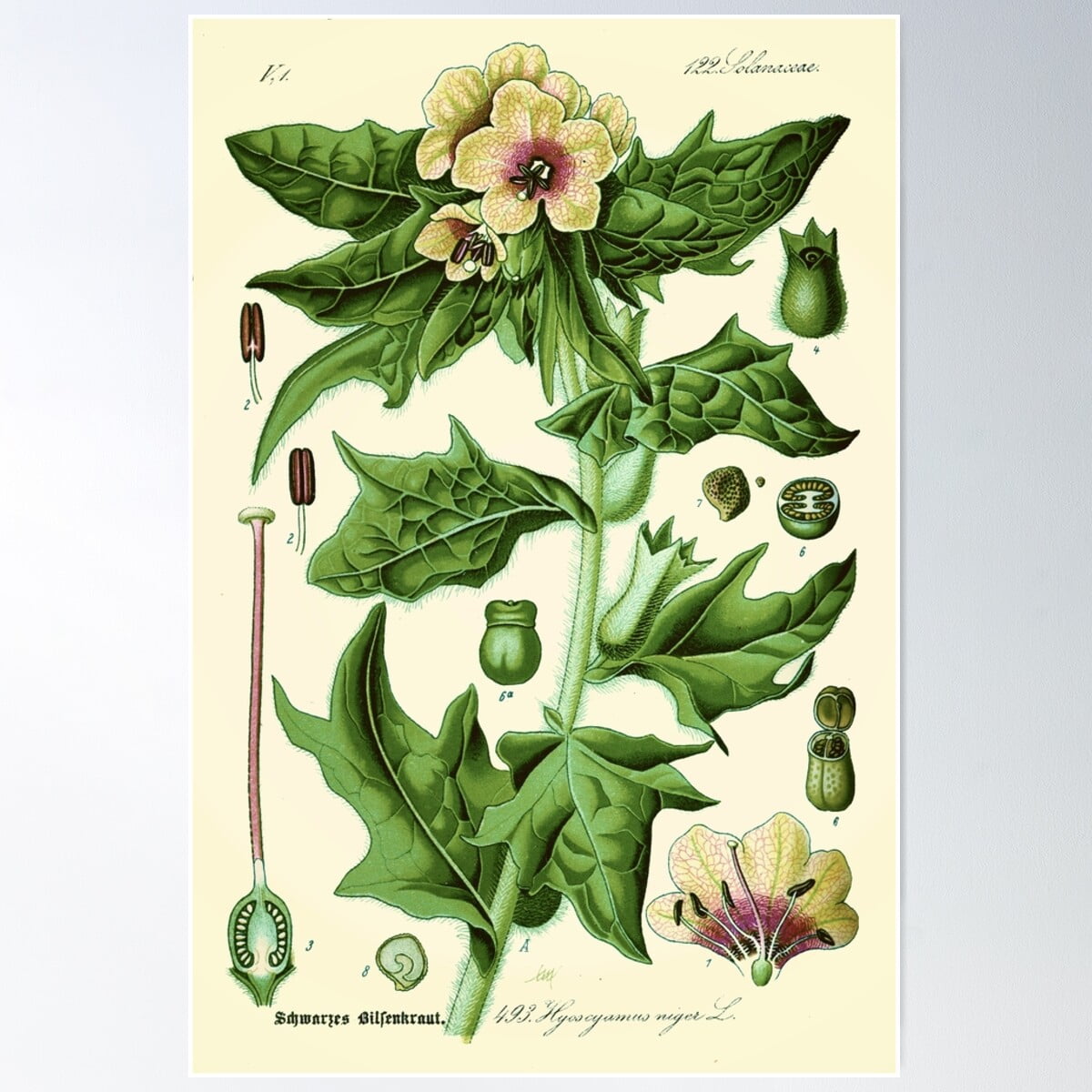 Hyoscyamus Niger (Black Henbane Or Stinking Nightshade) - Vintage ...