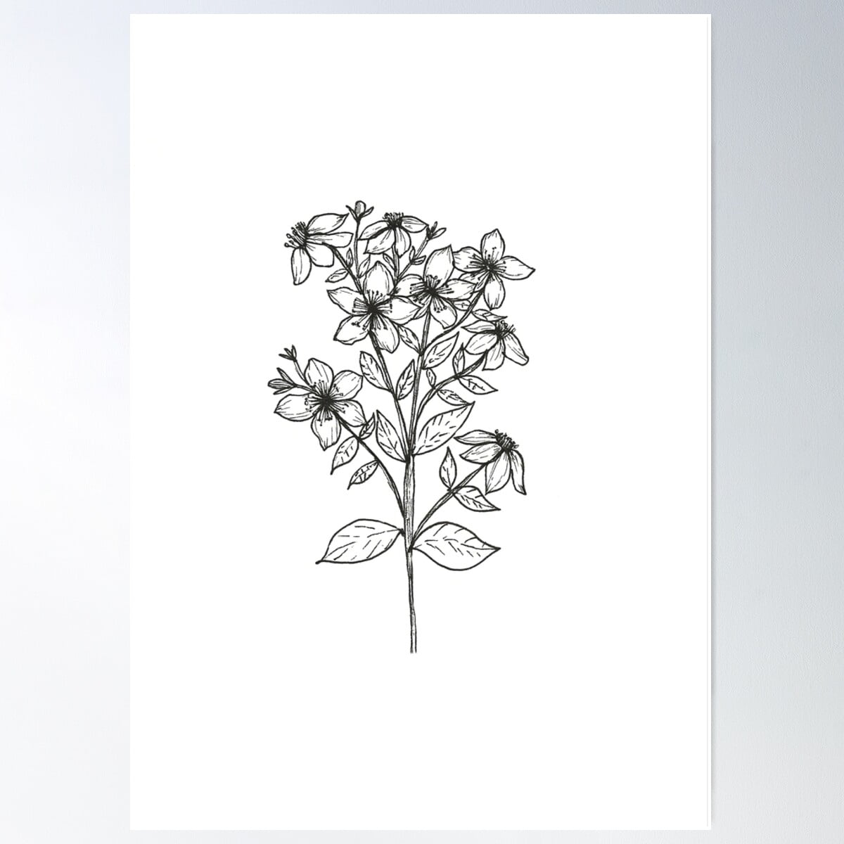 Hypericum Perforatum Ink Drawing. St. John'S Wort Herb Art. Poster Wall ...