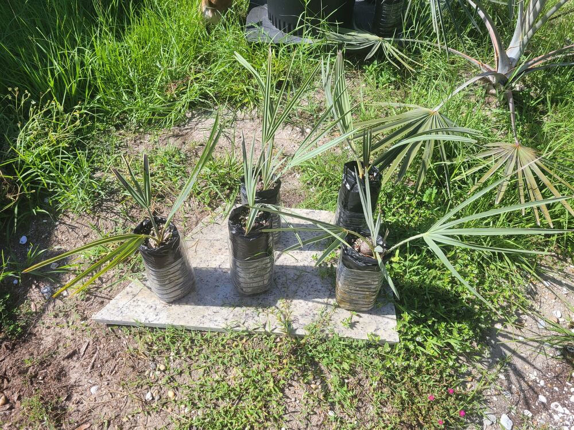 Hyphaene Coriacea Lala Palm Tree Seedling in 1 gallon container ...