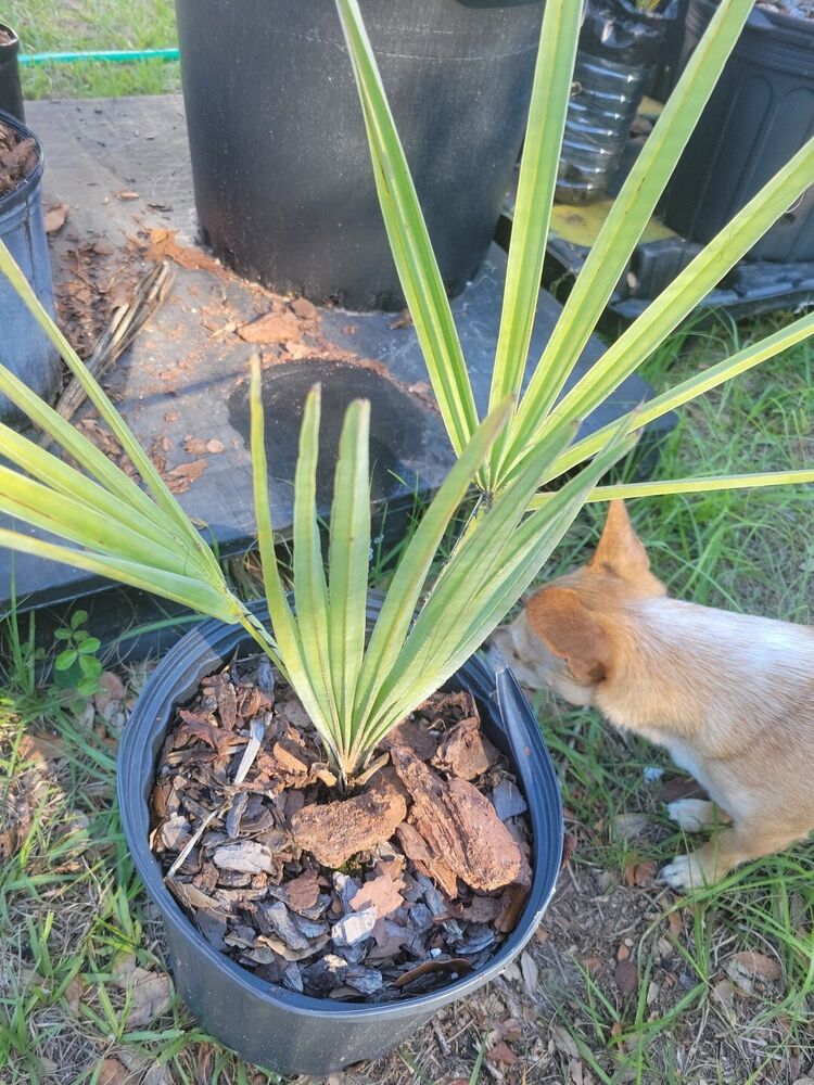 Hyphaene Coriacea Lala Palm Tree Seedling in 2 gallon container ...