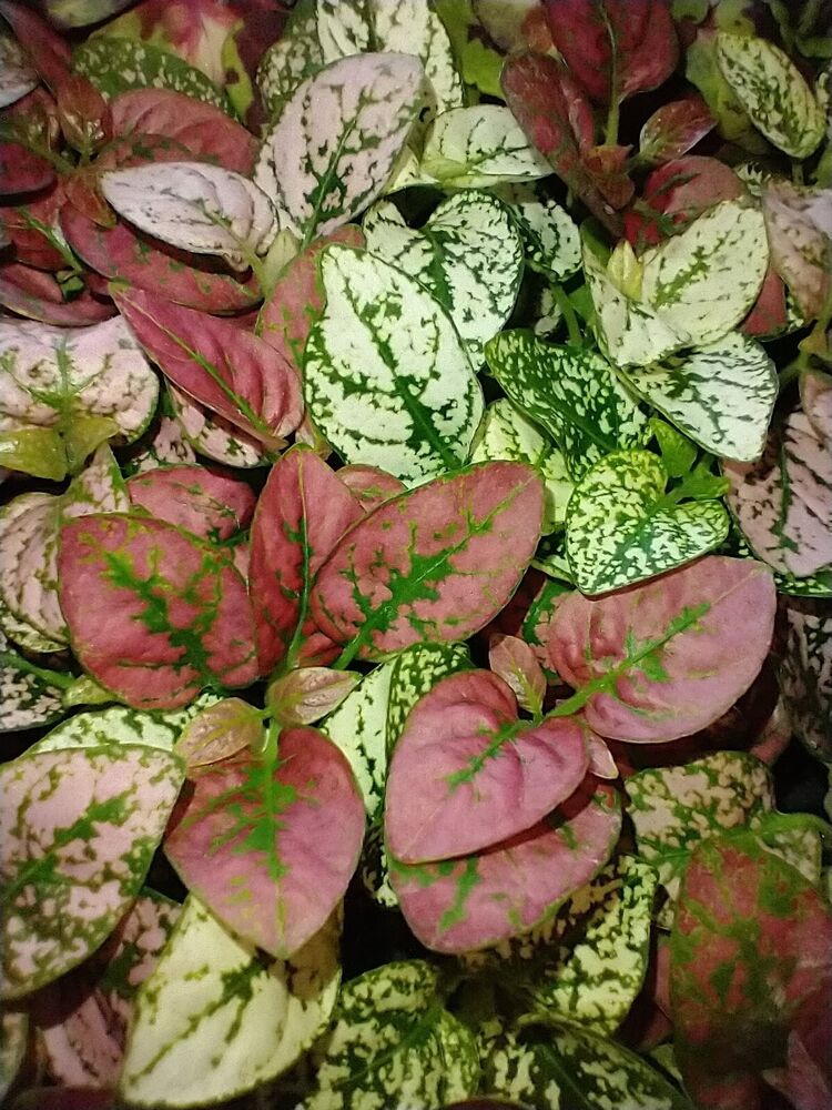 Hypoestes Confetti Compact Mix Live Annual Plants/Plugs-1 - Walmart.com