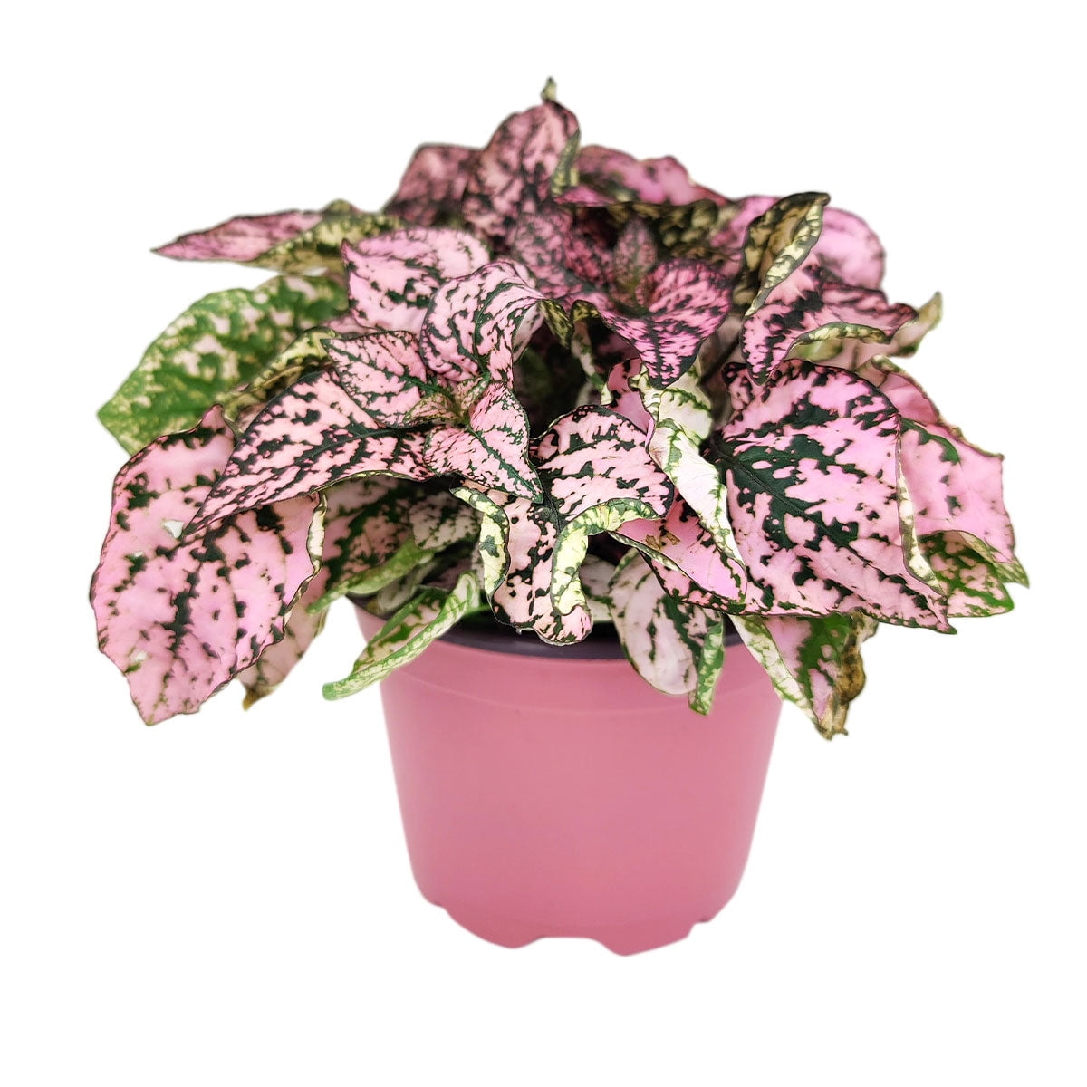 Hypoestes Phyllostachya Pink Splash (6"+ Grower Pot) - Pink Polka Dot ...