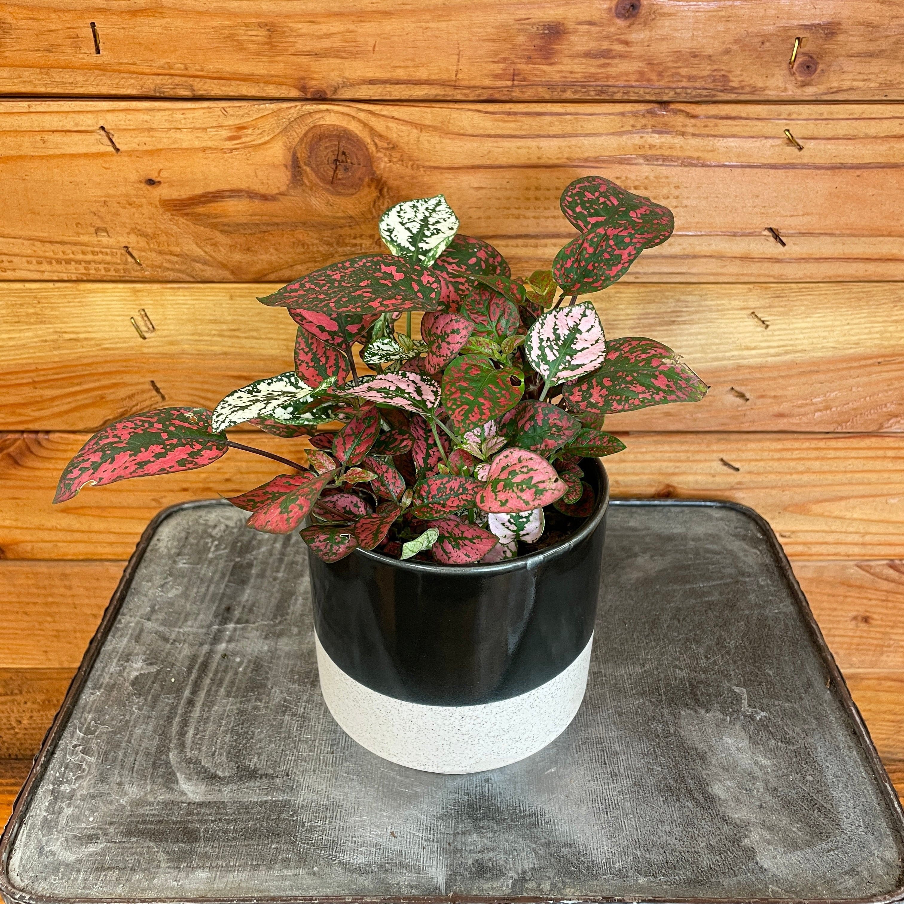 Hypoestes Polka Dot Plant Mixed Color, 4" Plant, The Plant Farm ...