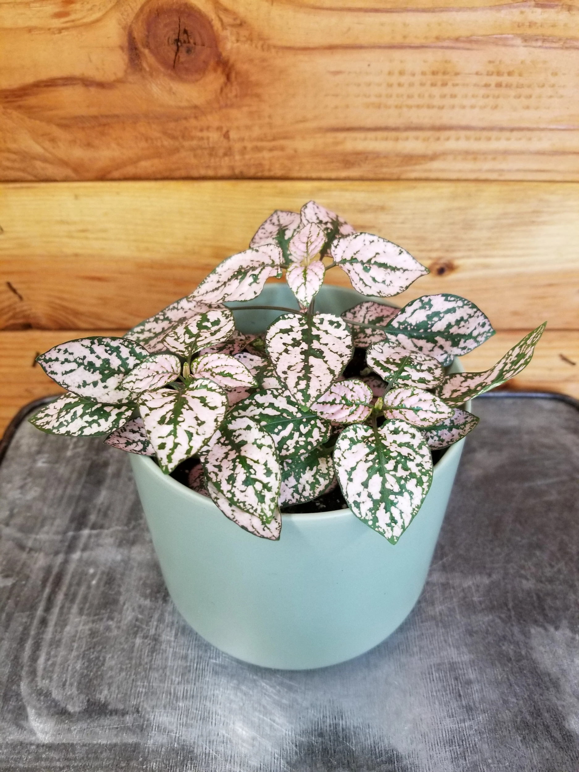 Hypoestes Polka Dot Plant Pink Splash, 4" Plant, The Plant Farm ...