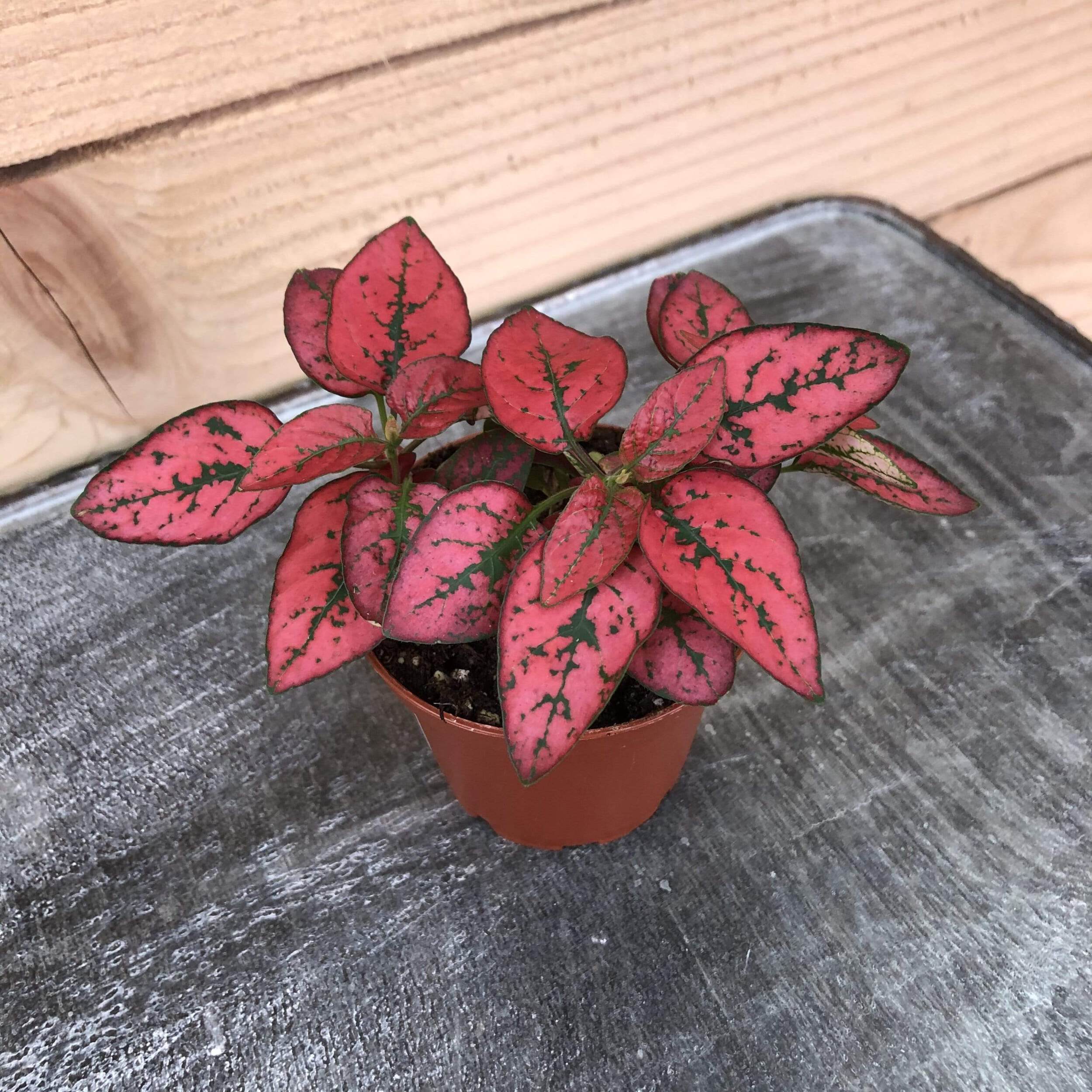 Hypoestes Polka Dot Plant Red Splash, 2" Plant, The Plant Farm ...
