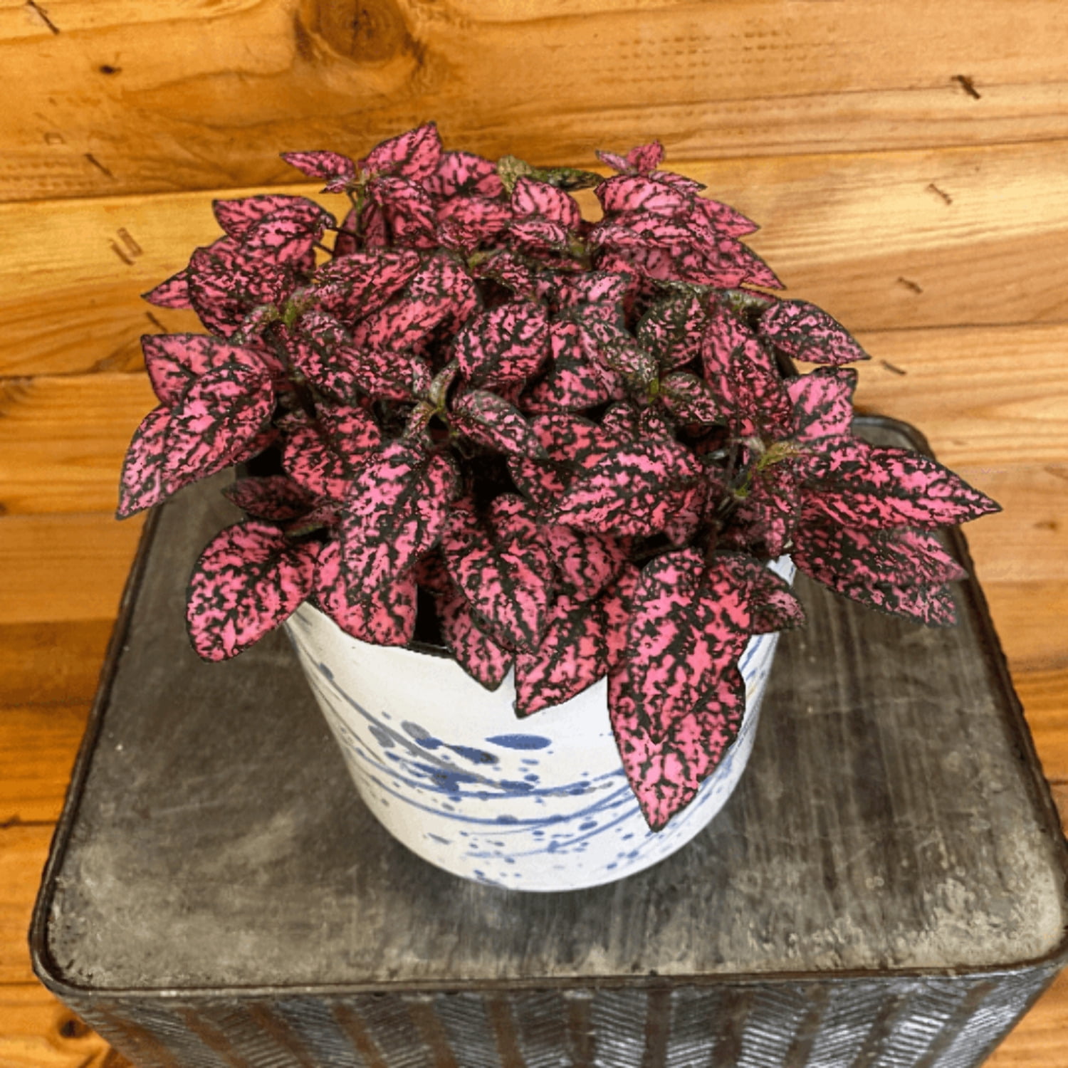 Hypoestes Polka Dot Plant Rose Splash, 6" Plant - Walmart.com