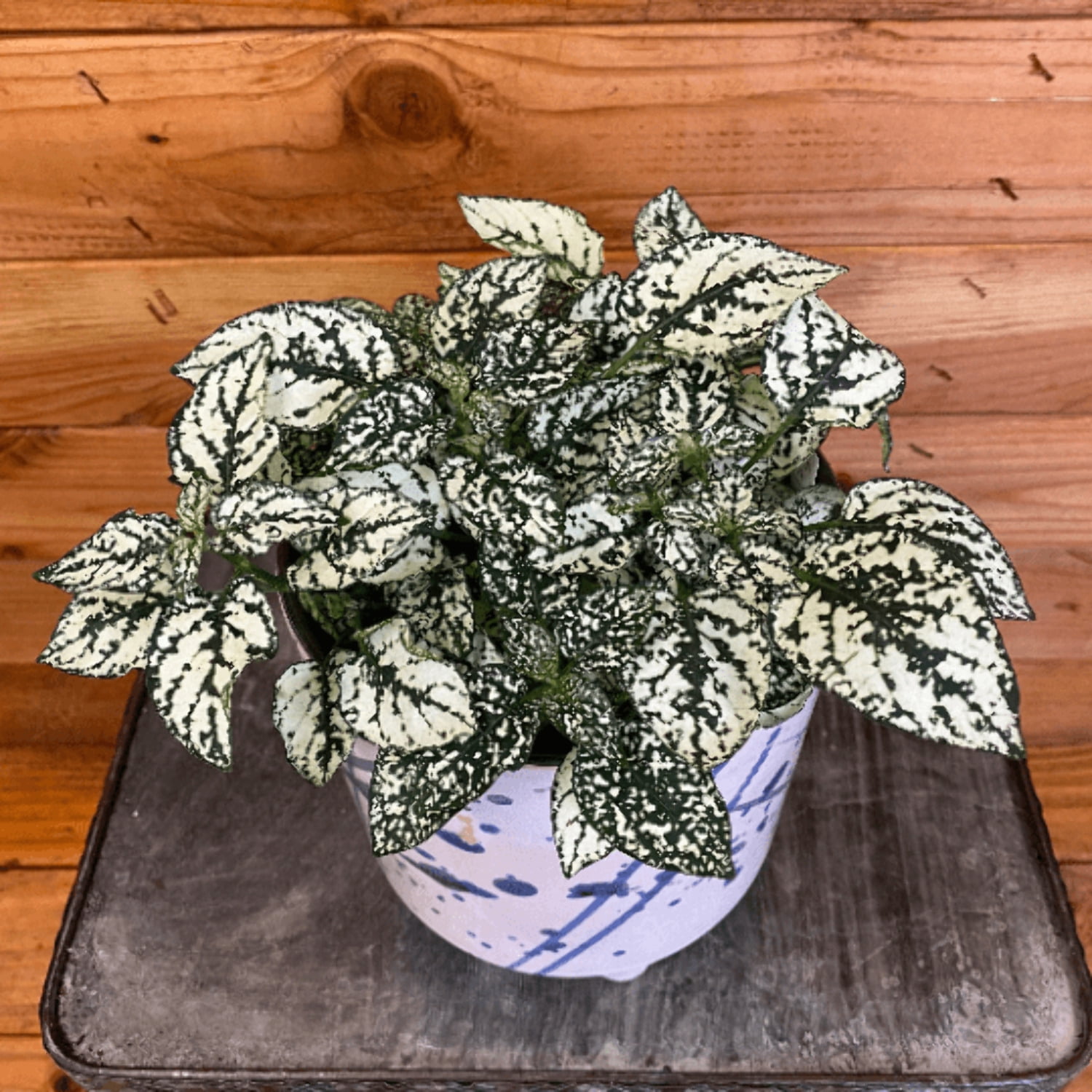 Hypoestes Polka Dot Plant White Splash, 6" Plant - Walmart.com
