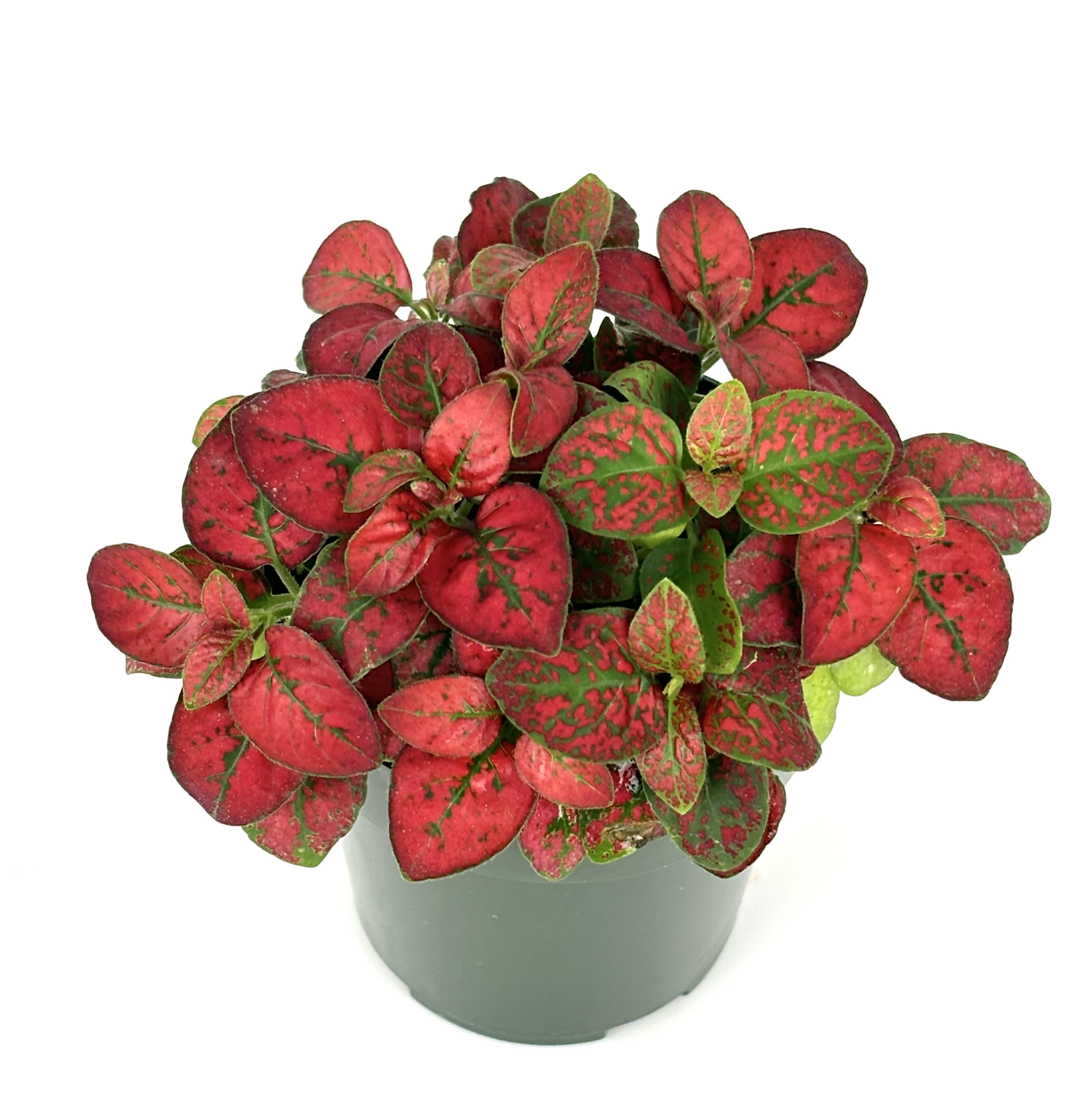 Hypoestes Red Splash Live Potted House Plant, 2" Air Purifying ...