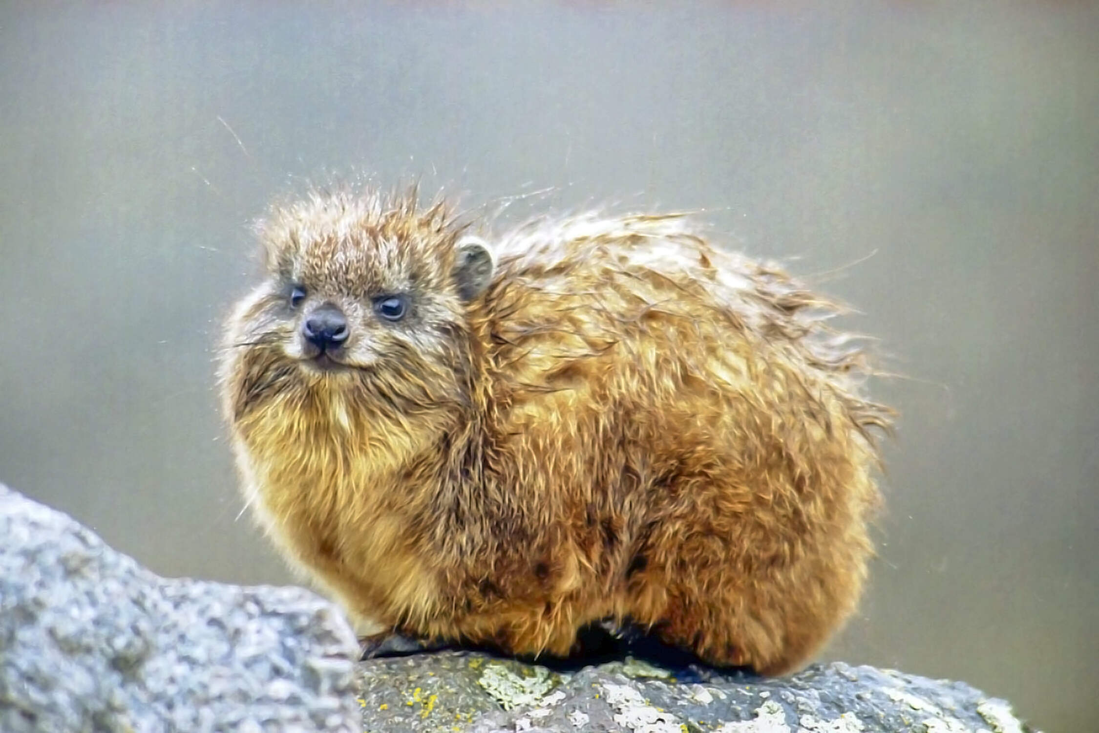 Hyrax Mammal GLOSSY POSTER PICTURE PHOTO PRINT BANNER ...