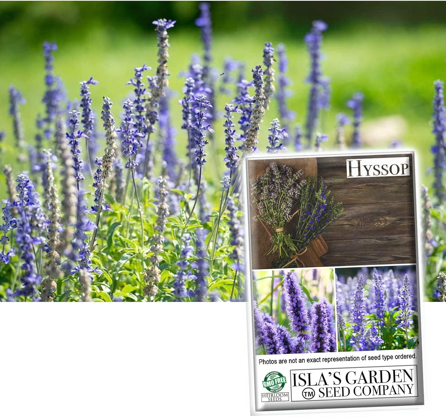 Hyssop Seeds for Planting - 1500+ Non-GMO Heirloom Seeds, Hyssopus ...