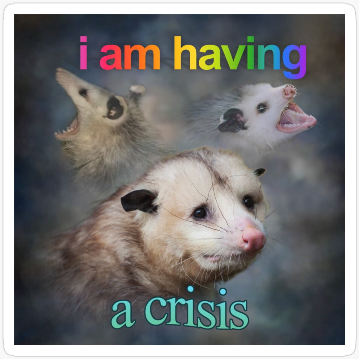 I Am Having A Crisis Possum Word Art Sticker. Gift For You - Decorate ...