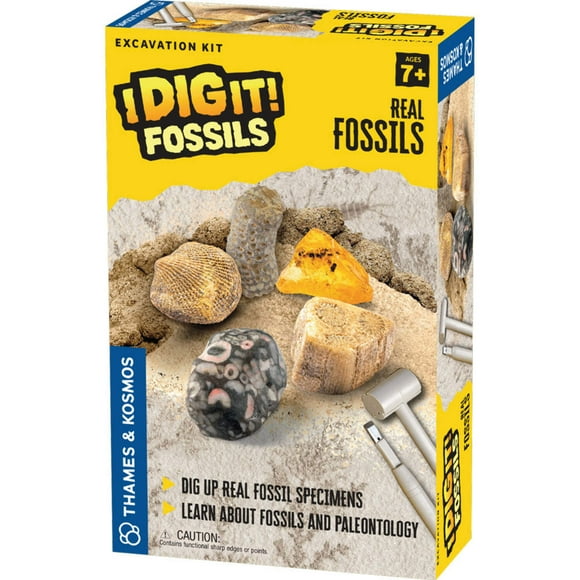 Large Fossils