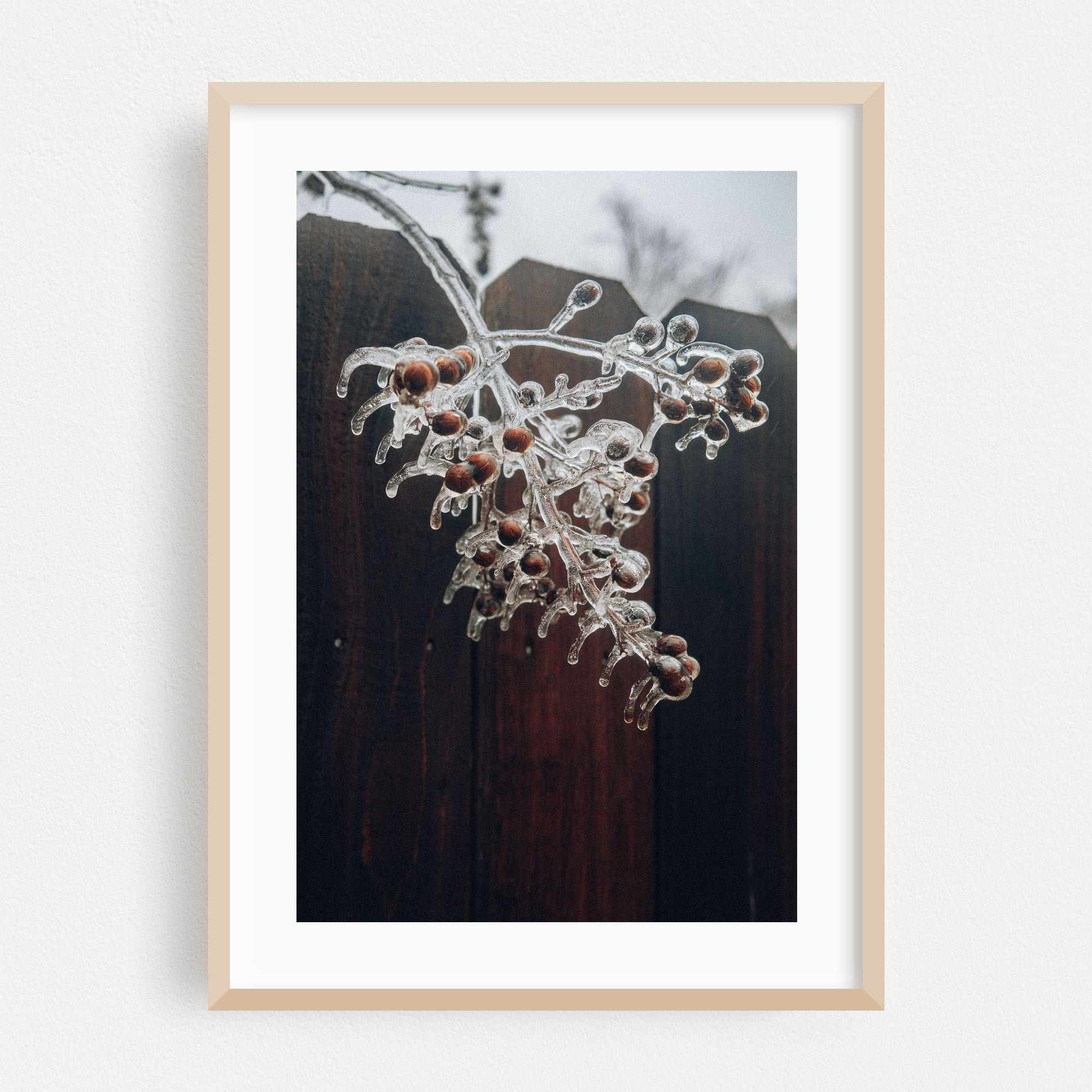 ICE STORM #1 - Austin Texas Photography Winter Nature Botanical Rustic ...