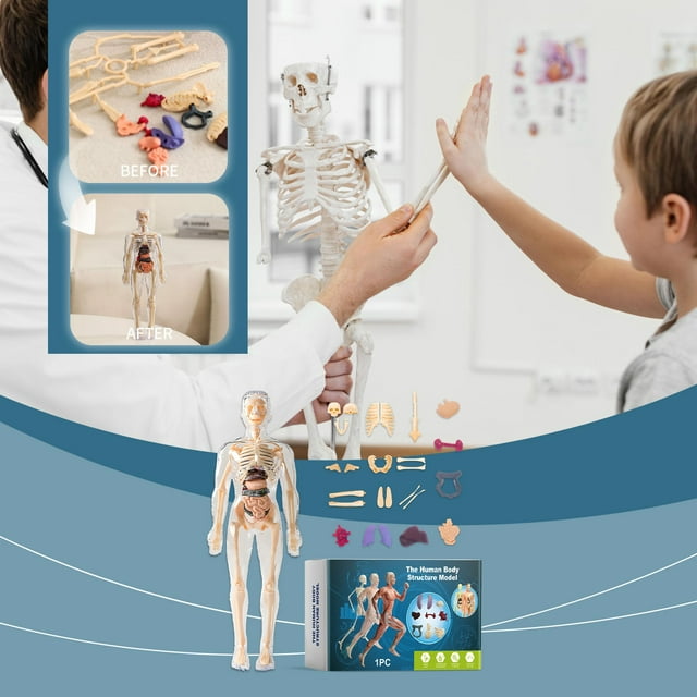 ICQOVD Kids Anatomy Toys Interactive Human Body Model11.22 Inch DIY ...