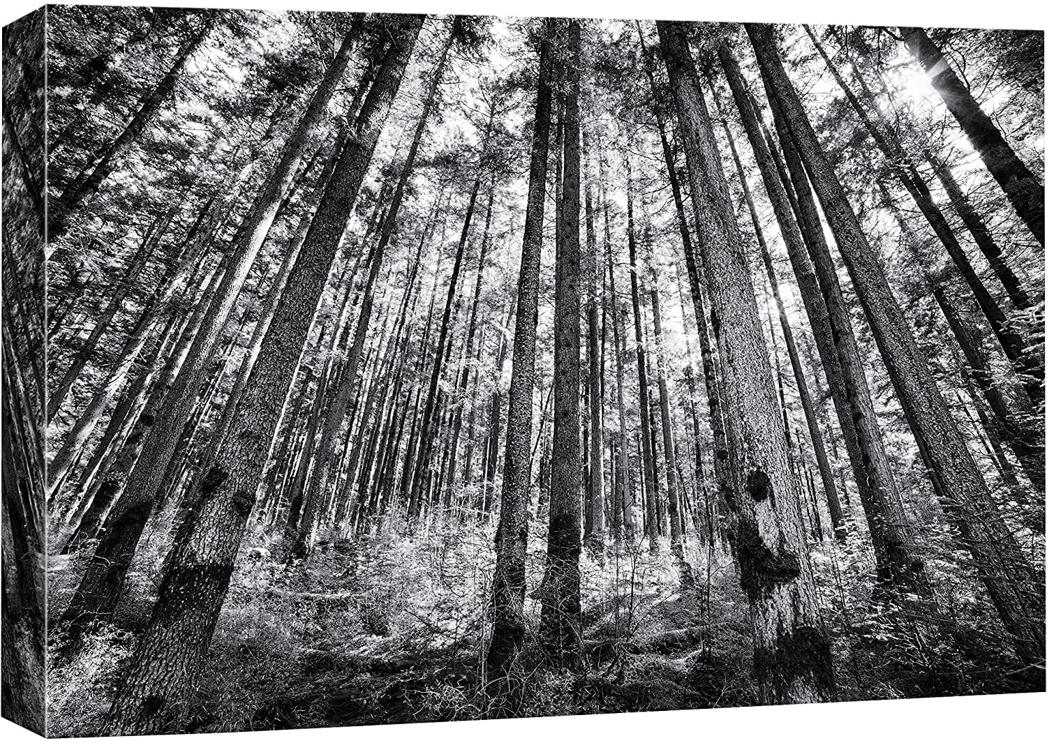IDEA4WALL Canvas Wall Art Sunlight Filtering Through Trees Leaves ...