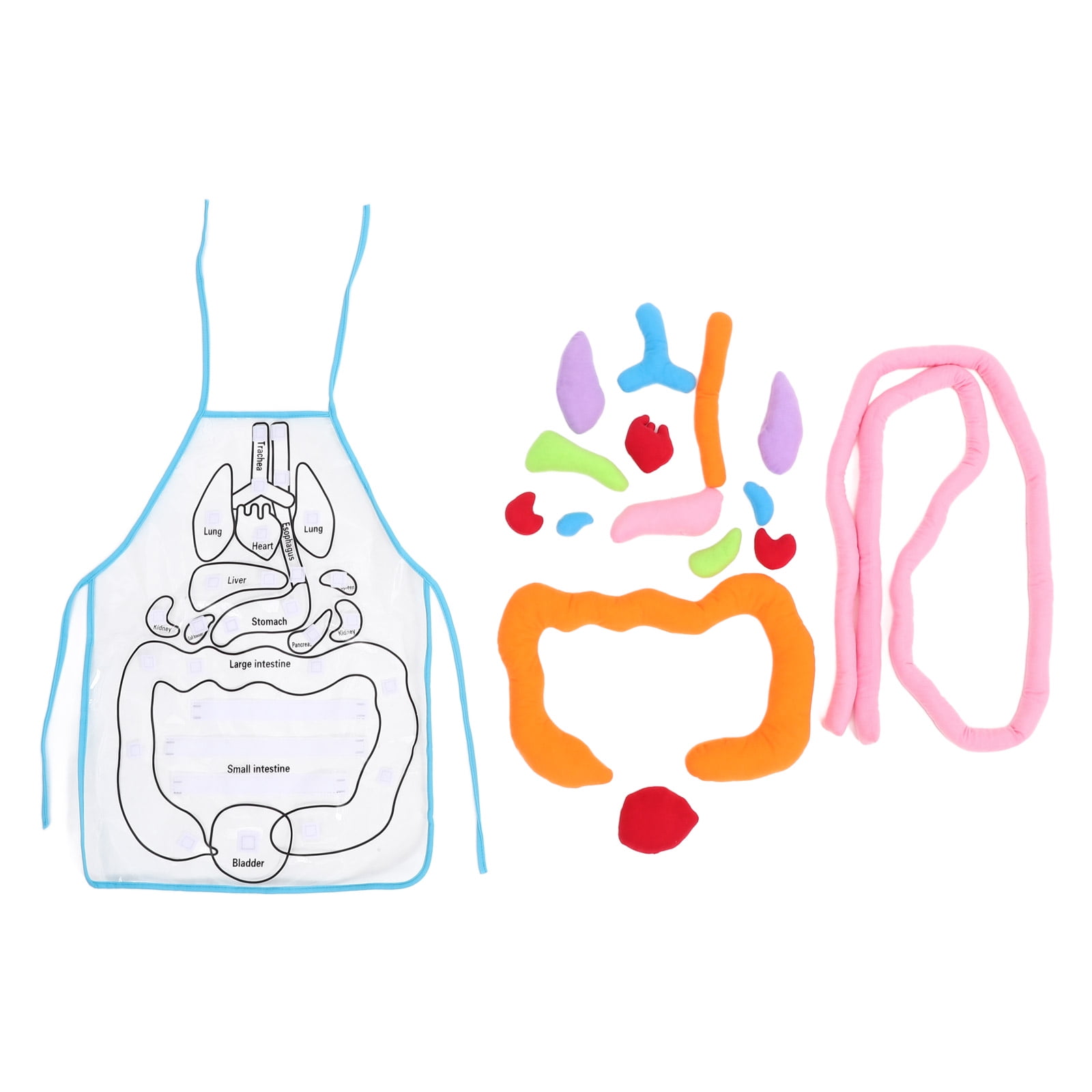 IDEANATEGRATE Human Three-dimensional Organs Apron for Skin Model ...