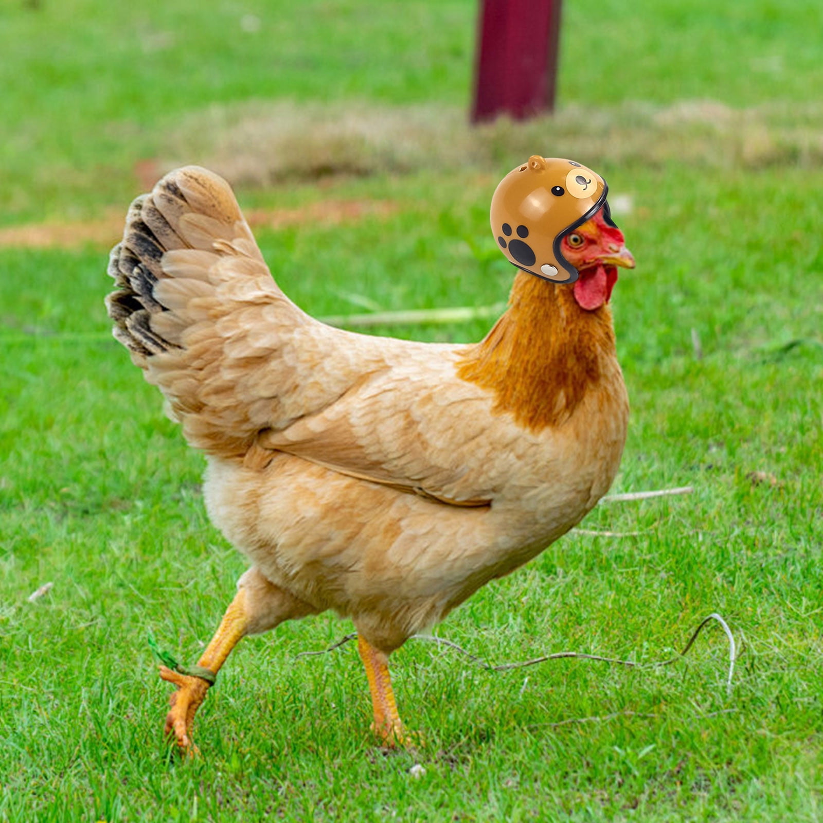 IGEED Chicken Helmet Safety Chicken Hats Elastic Helmet Hens Helmet ...