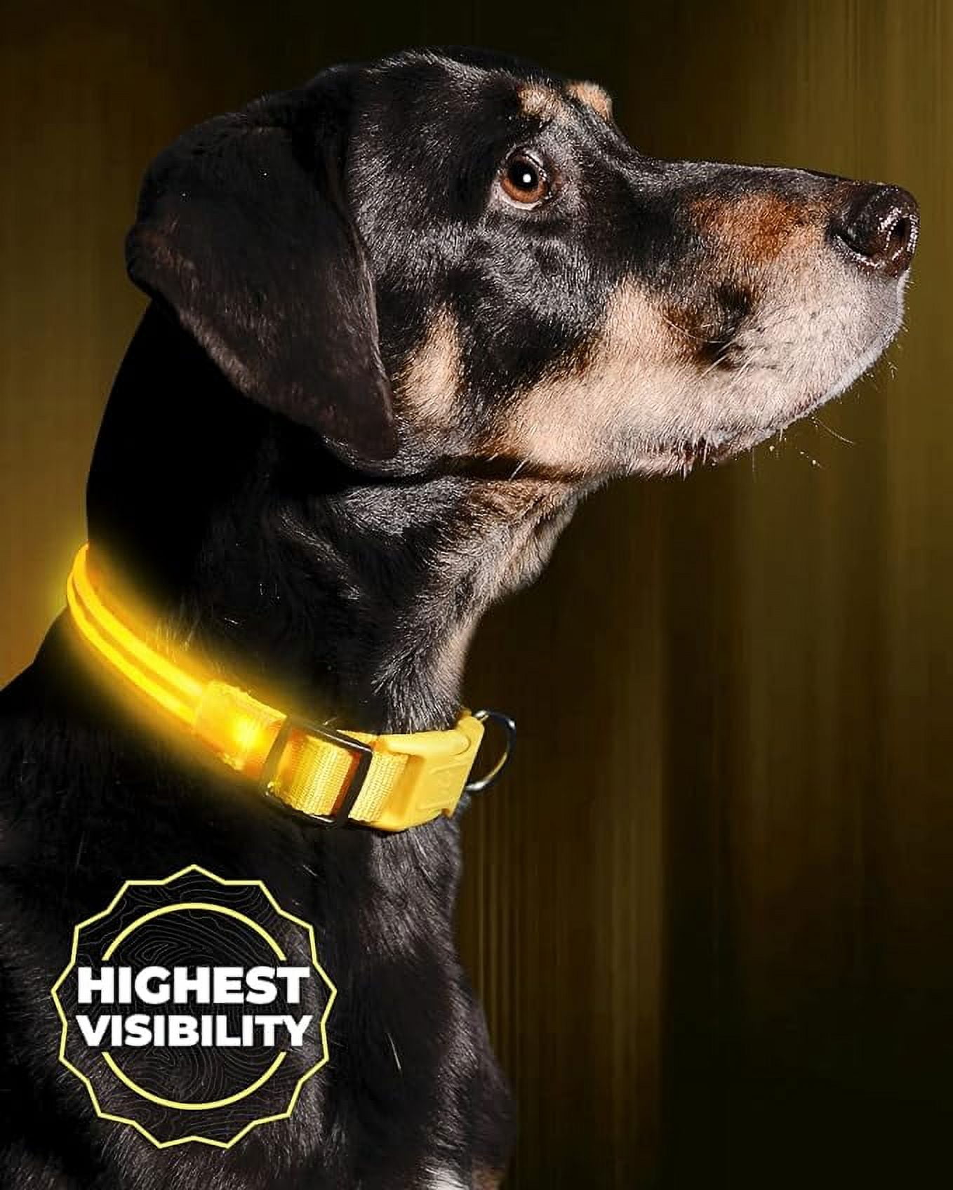 ILLUMISEEN LED Light Up Dog Collar - Bright & High Visibility Lighted ...