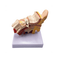 IMCBSTT 1.5X Human Ear Anatomy Model - Professional Desktop Inner Ear ...